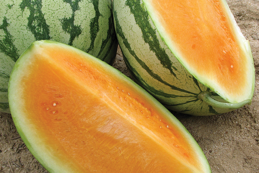 Orange Crisp | Triploid (Seedless) | Watermelons | Products ...